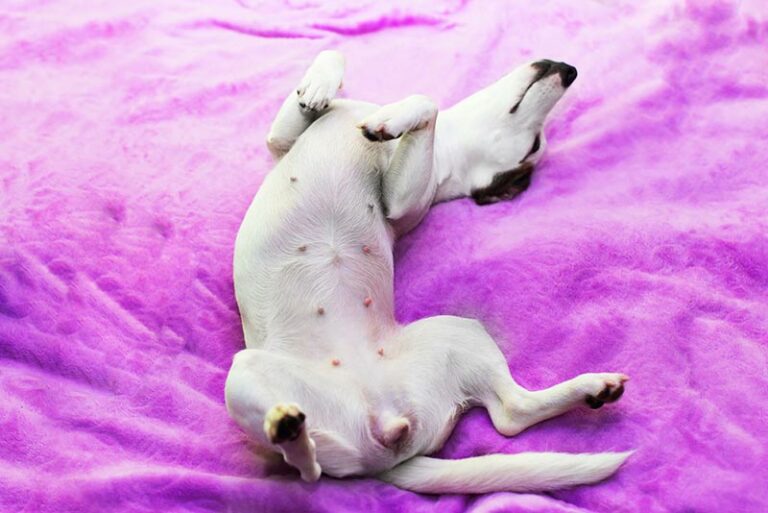 8 Common Dog Sleeping Positions & What They Mean | Hepper Pet Resources