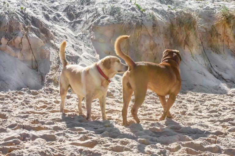 My Dog Smells Bad All of a Sudden: Vet-Verified Signs, Causes ...