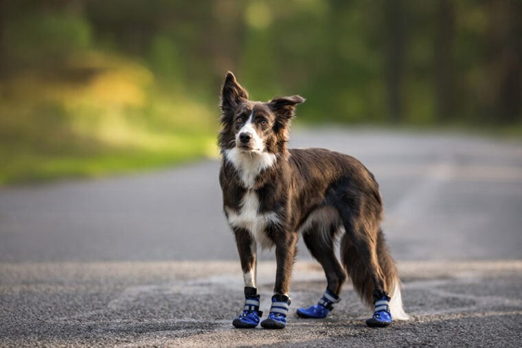 How to Protect Dog Paws From Hot Pavement: 10 Vet Approved Tips ...