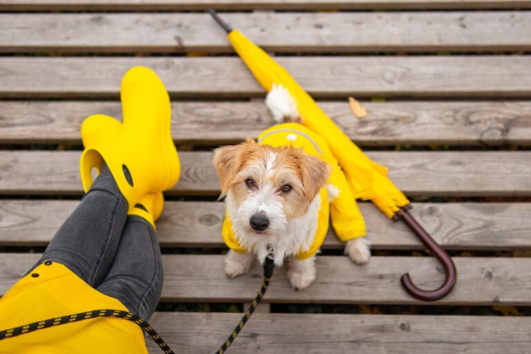 How to Walk a Dog in the Rain: 7 Expert Tips | Hepper Pet Resources