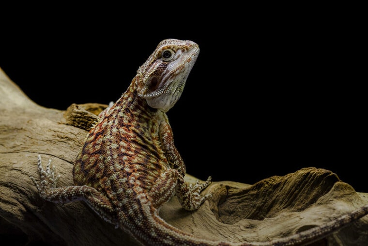Does a Bearded Dragon Need Heat at Night? Vet-Reviewed Facts and FAQs ...