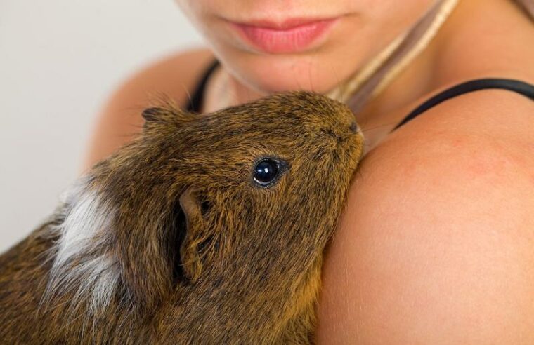 Can Guinea Pigs Get Rabies? (Vet Answer) | Hepper Pet Resources