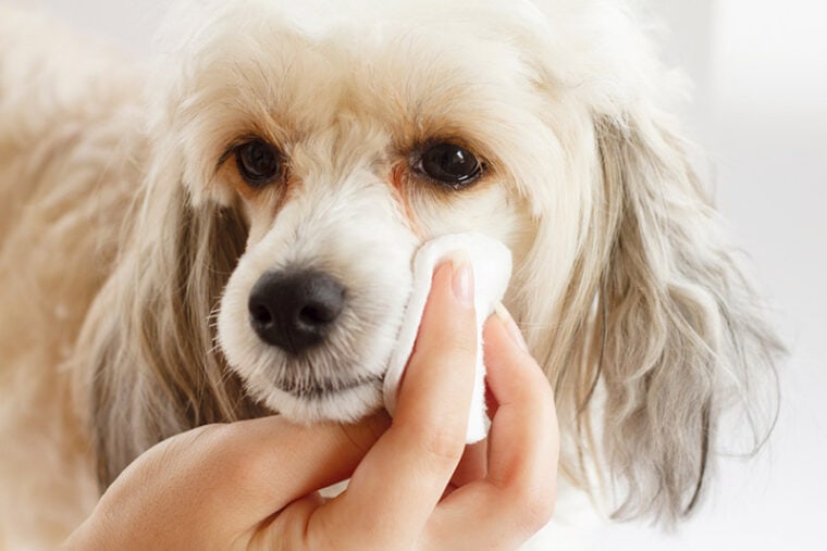 How to Clean Dog Eye Boogers: 7 Vet Approved Steps | Hepper Pet Resources