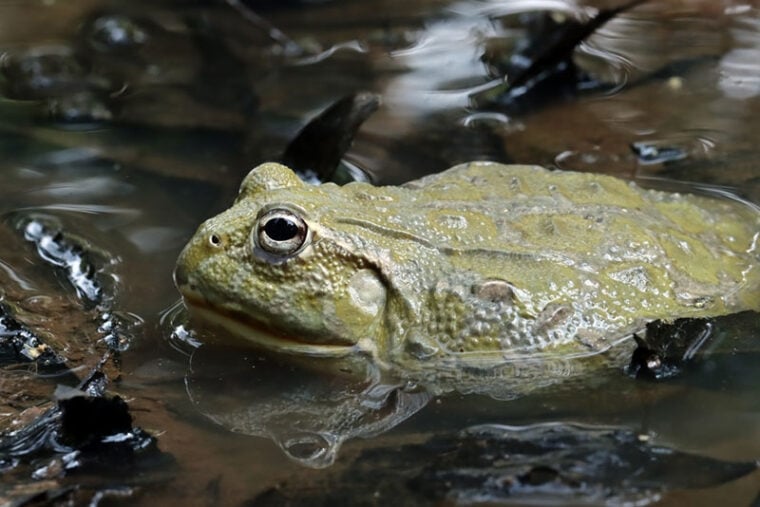 Are Frogs Cold-Blooded? Vet-Approved Facts & FAQ | Hepper Pet Resources