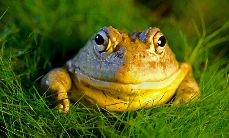 What Pet Frogs Can Be Handled: 6 Vet-Approved Species (With Pictures ...