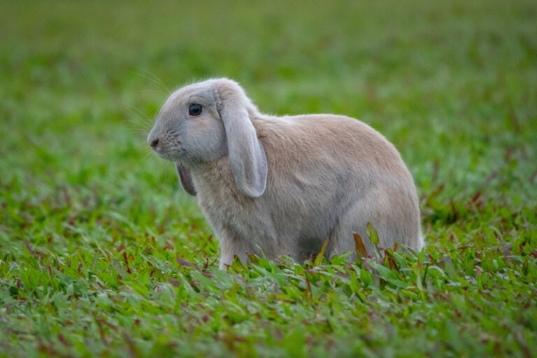 Cashmere Lop Rabbit: Pictures, Care Guide, Lifespan & Traits | Hepper ...
