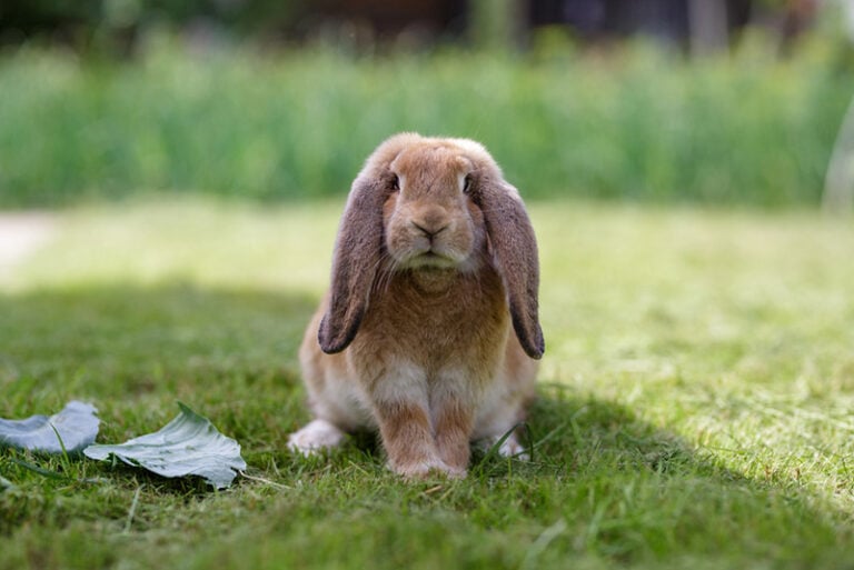 What Temperature Is Too Hot for Rabbits? Vet Approved Guide & Housing ...