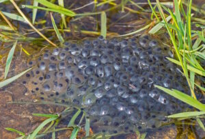 How Many Eggs Do Frogs Lay? What the Science Tells Us (Vet Answer ...