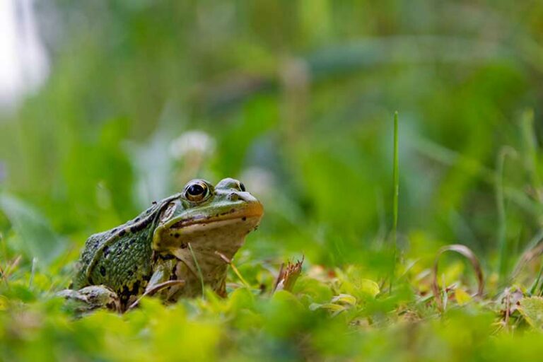 Is a Frog an Herbivore, Carnivore or Omnivore? Vet Approved Facts & FAQ ...