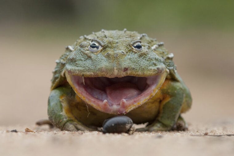 Do Frogs Have Teeth? Fascinating Facts & FAQs | Hepper Pet Resources