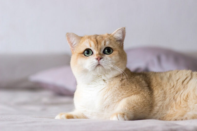 115 Small Cat Names for the Littlest Kitty Breeds | Hepper Pet Resources
