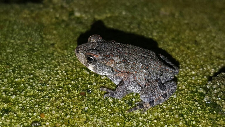 Gray Tree Frog: Care Guide, Pictures, Lifespan and More | Hepper Pet ...