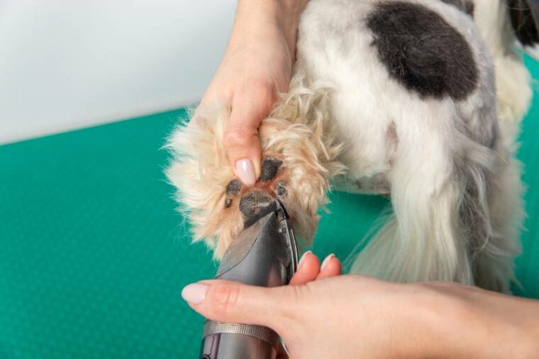 How to Trim Hair on Dog Paws: 6 Expert Tips | Hepper Pet Resources