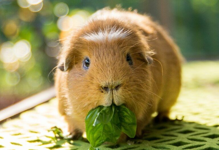 Do Guinea Pigs Make Good Pets? Vet-Verified Guide & Analysis | Hepper Pet Resources