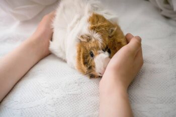 Why Do Guinea Pigs Popcorn? 5 Vet-Verified Reasons for the Jumping Behavior | Hepper Pet Resources