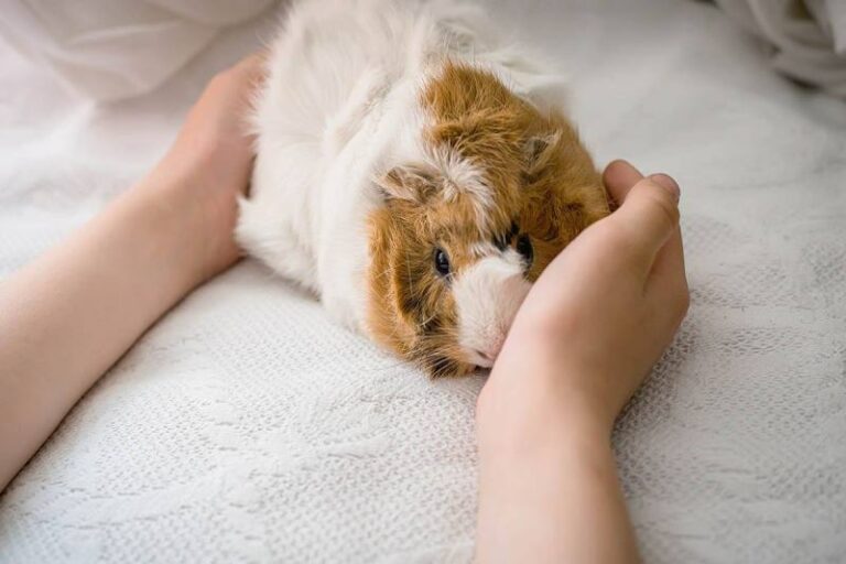 Why Do Guinea Pigs Popcorn? 5 Vet-Verified Reasons for the Jumping ...