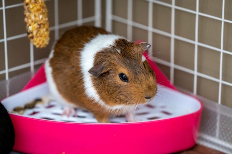 How to Bond With Your Guinea Pig - 20 Easy Tips | Hepper Pet Resources