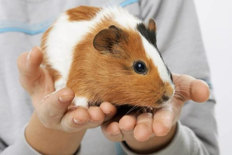 Do Guinea Pigs Have Tails? Facts & FAQ | Hepper Pet Resources