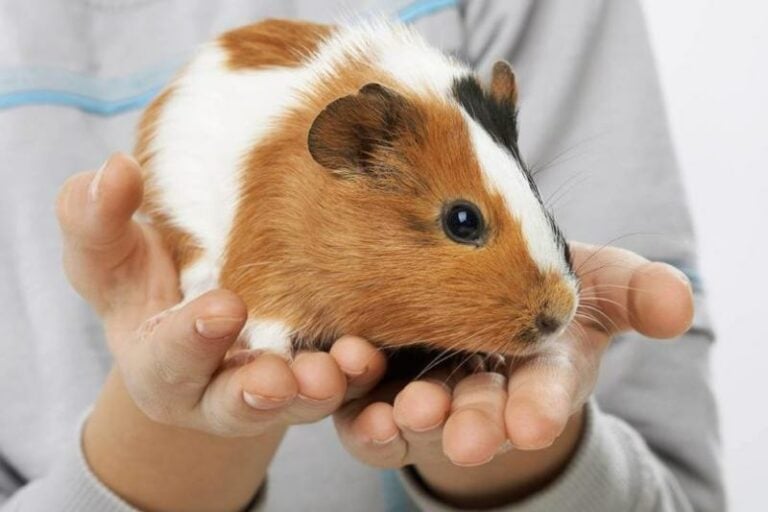 Do Guinea Pigs Have Tails? Facts & FAQ | Hepper Pet Resources