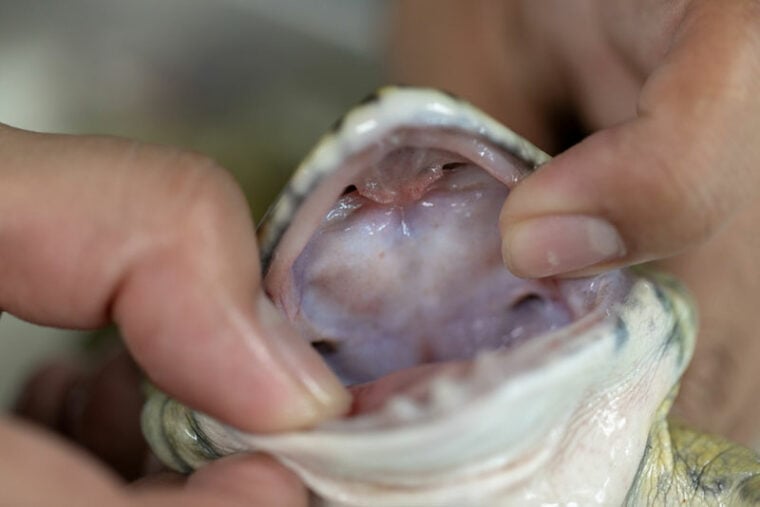 Do Frogs Have Teeth? Fascinating Facts & FAQs | Hepper Pet Resources