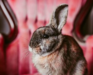 Harlequin Rabbit Breed: Pictures, Temperament & Traits | Hepper Pet ...