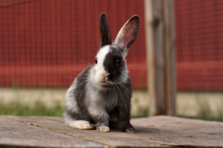 Harlequin Rabbit Breed: Pictures, Temperament & Traits | Hepper Pet ...