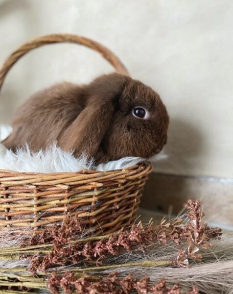 15 Brown Rabbit Breeds (With Info & Pictures) | Hepper Pet Resources