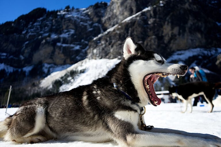 What Is Flehmen Response in Dogs? Vet-Verified Explanation & Reasons ...