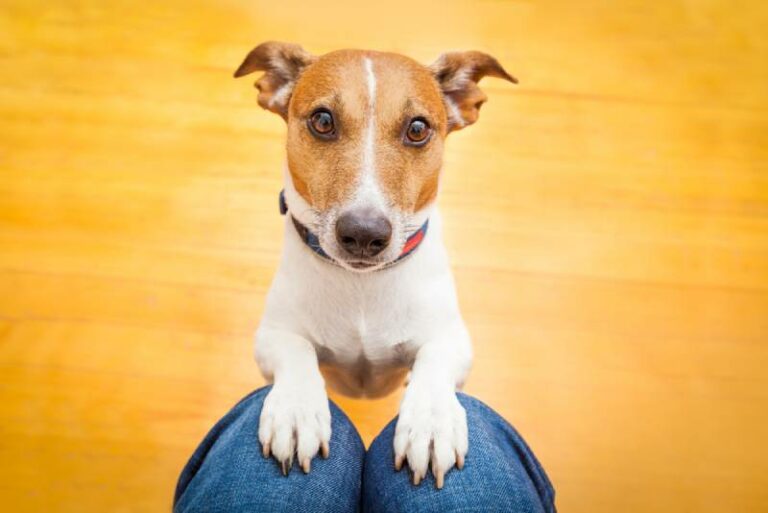 My Dog Barks When I Leave: Reasons & How to Stop It | Hepper Pet Resources