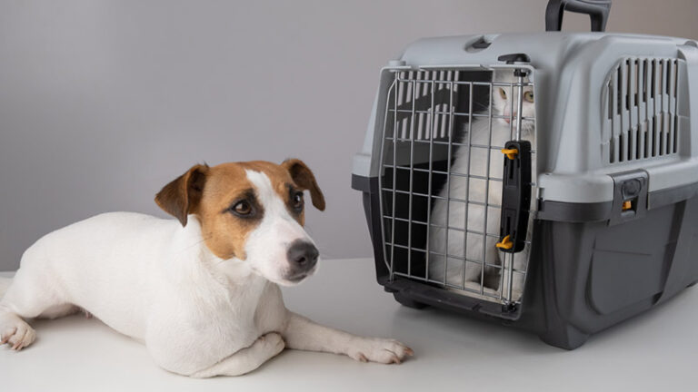 9 Vet-Reviewed Jack Russell Terrier Facts | Hepper Pet Resources