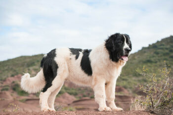 Landseer Dog (European Continental): Pictures, Info, Care Guide & More ...