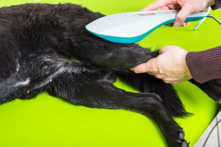 Laser Treatment for Dogs: Vet Explained Therapy, Pros, Cons & FAQ ...