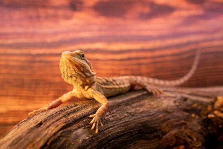Translucent Bearded Dragon: Size, Pictures, Habitat & Care Guide ...