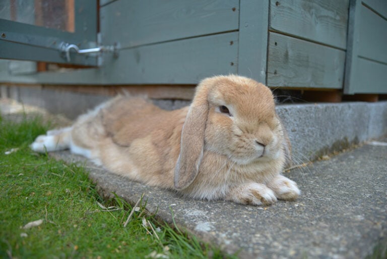 6 Types of Lop Rabbits (With Info & Pictures) | Hepper Pet Resources