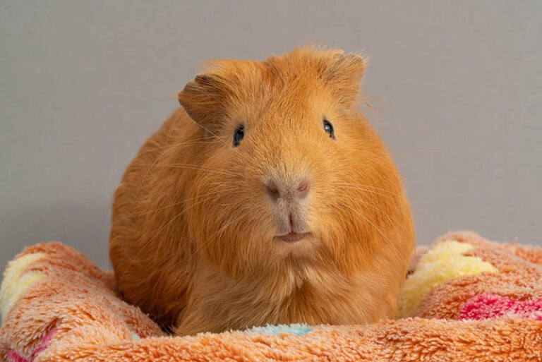Do Guinea Pigs Bite? 7 Reasons They May & Handling Tips | Hepper Pet ...