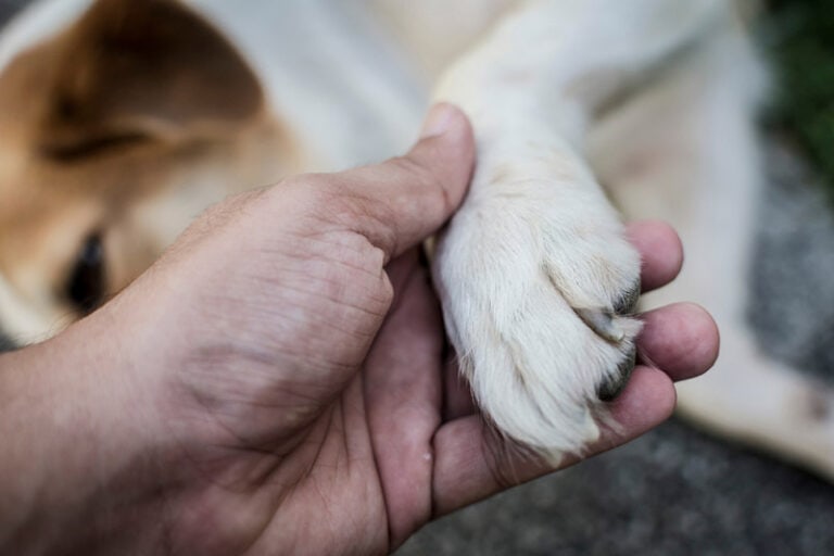 How to Treat Blisters On my Dog's Paws: Vet Explained First Aid ...