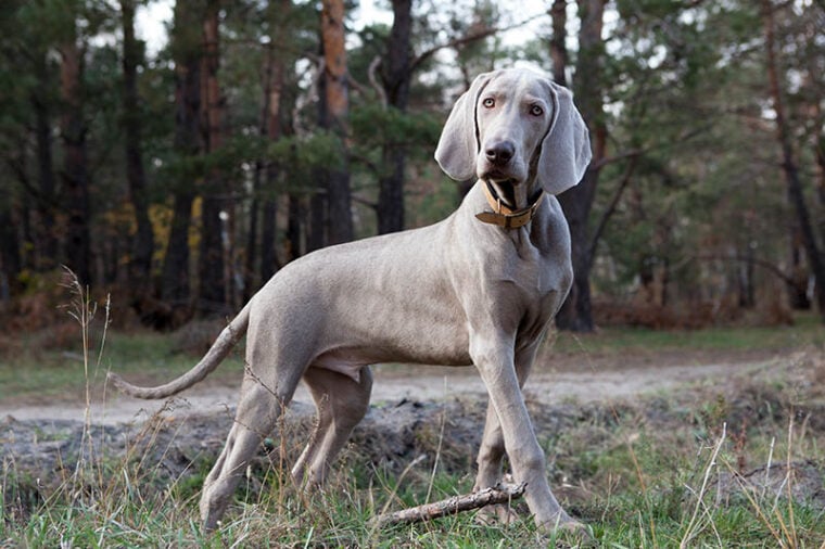 12 Best Hunting Dog Breeds (With Info & Pictures) | Hepper Pet Resources