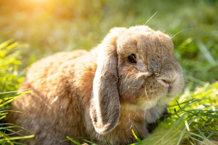 Do Rabbits Have a Good Sense of Smell? Vet Approved Explanation & Facts ...
