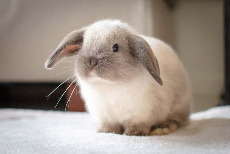 14 Long Haired Rabbit Breeds (With Info & Pictures) | Hepper Pet Resources