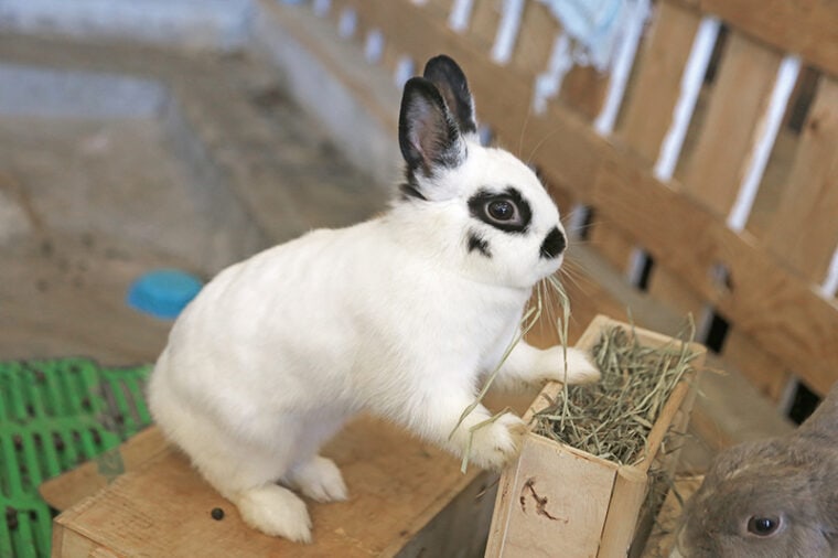 10 White Rabbit Breeds (With Info & Pictures) | Hepper Pet Resources