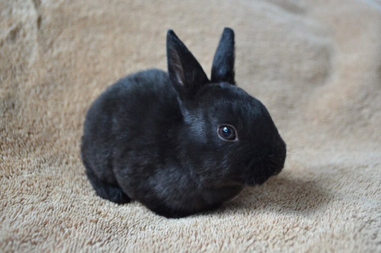 When Are Rabbits Most Active? Facts & FAQ | Hepper Pet Resources