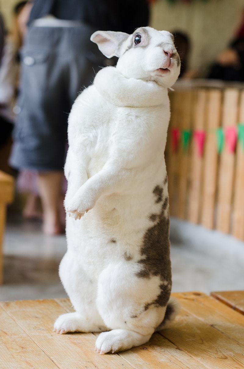 Mini Satin Rabbit: Info, Pictures, Care, Diet & More | Hepper Pet Resources
