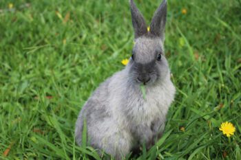 Mini Rex Rabbit: Facts, Care, Diet, Pictures & More | Hepper Pet Resources