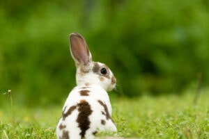Mini Rex Rabbit: Facts, Care, Diet, Pictures & More | Hepper Pet Resources