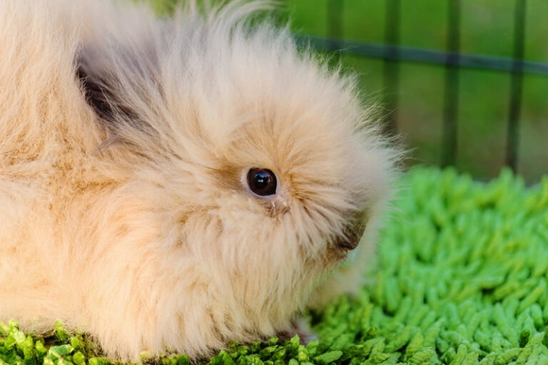 Mini Satin Rabbit: Info, Pictures, Care, Diet & More | Hepper Pet Resources