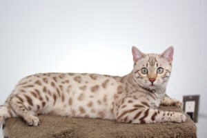 14 Bengal Cat Colors & Patterns (With Info & Pictures) | Hepper Pet ...