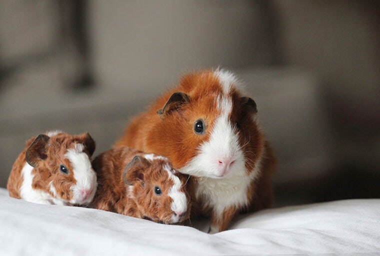 Male vs Female Guinea Pig: Differences Explained (With Pictures ...