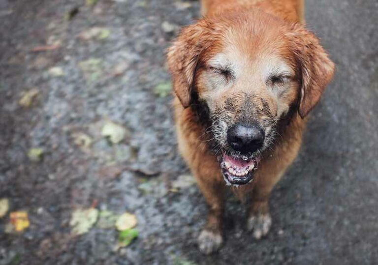 Why Do Dogs Like Mud? Canine Behavior Explained | Hepper Pet Resources