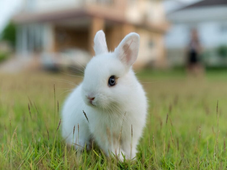 Dwarf Hotot Rabbit: Pictures, Care Guide, Lifespan & Traits | Hepper ...