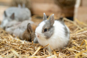 When Do Rabbits Stop Growing? Vet-Reviewed Life Stages & Size Guide ...